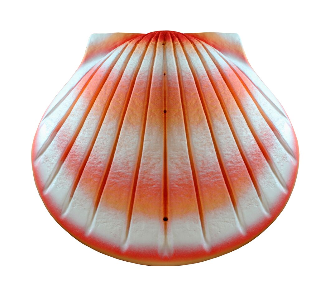 Biodegradable Shell Urn | A Beautiful Sea Burial Urn for Humans & Pets ...